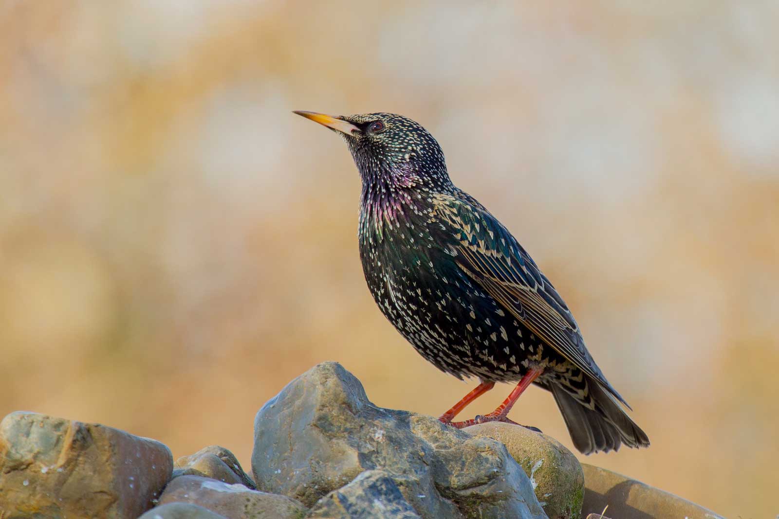 Der Star (Sturnus vulgaris) - in Deutschland