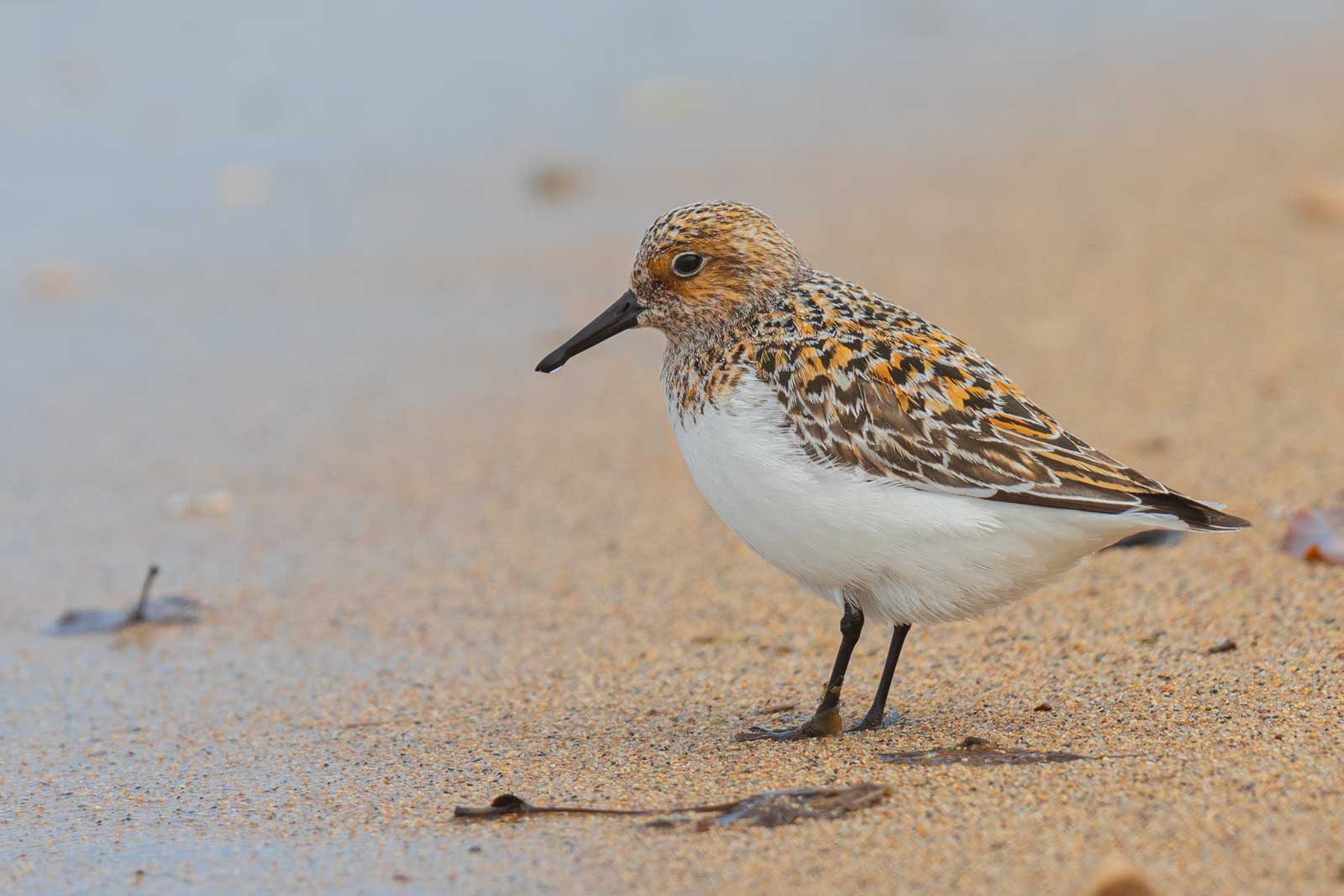 Sanderling (Calidris alba) - in Deutschland