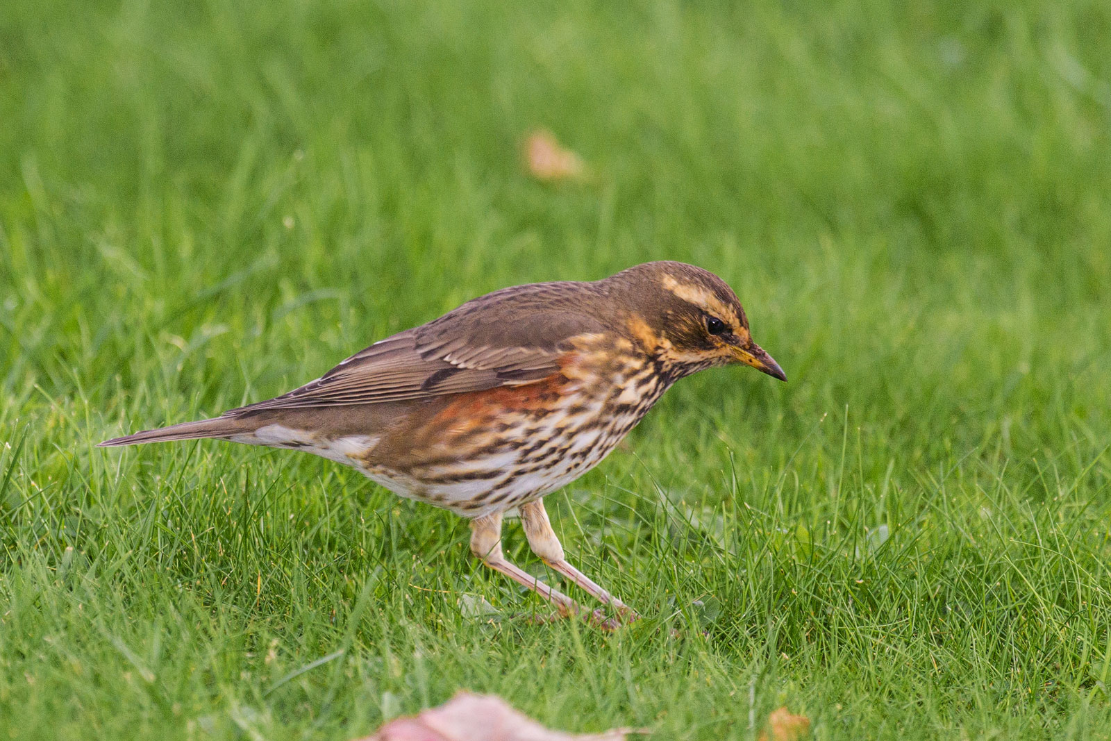 Die Rotdrossel (Turdus iliacus) - in Deutschland