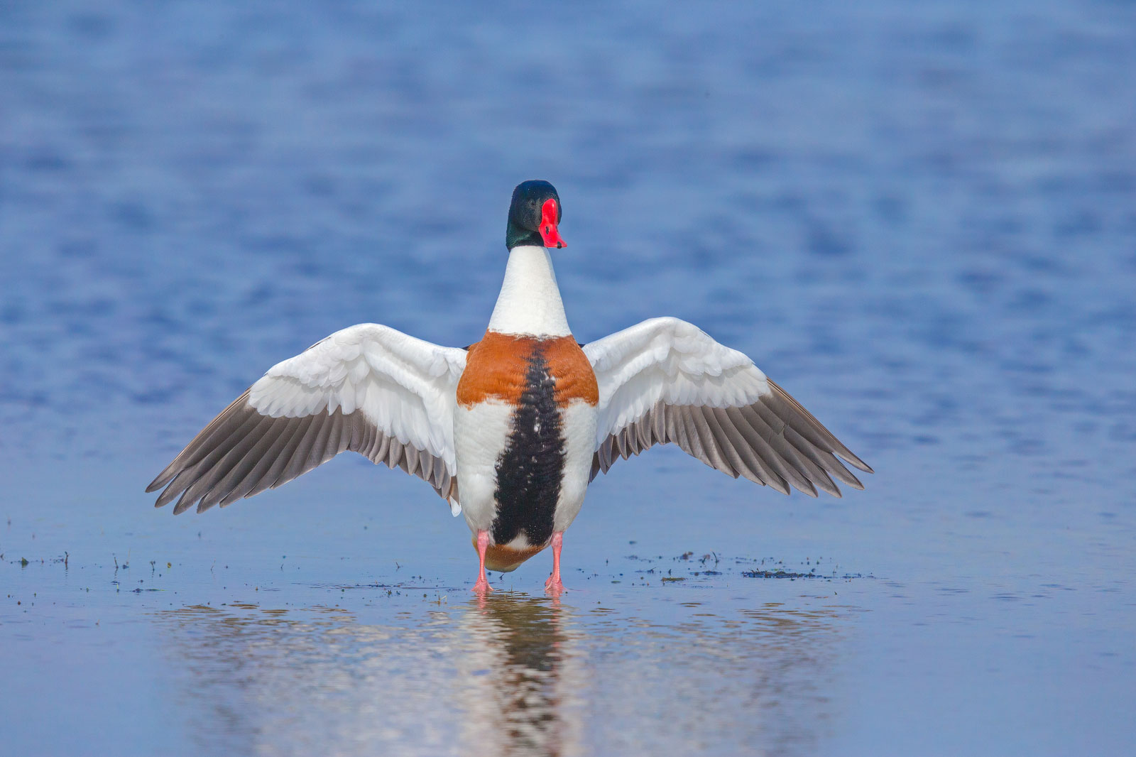 Brandgans (Tadorna tadorna) – Verbreitung, Biologie und Mauserzentren ...