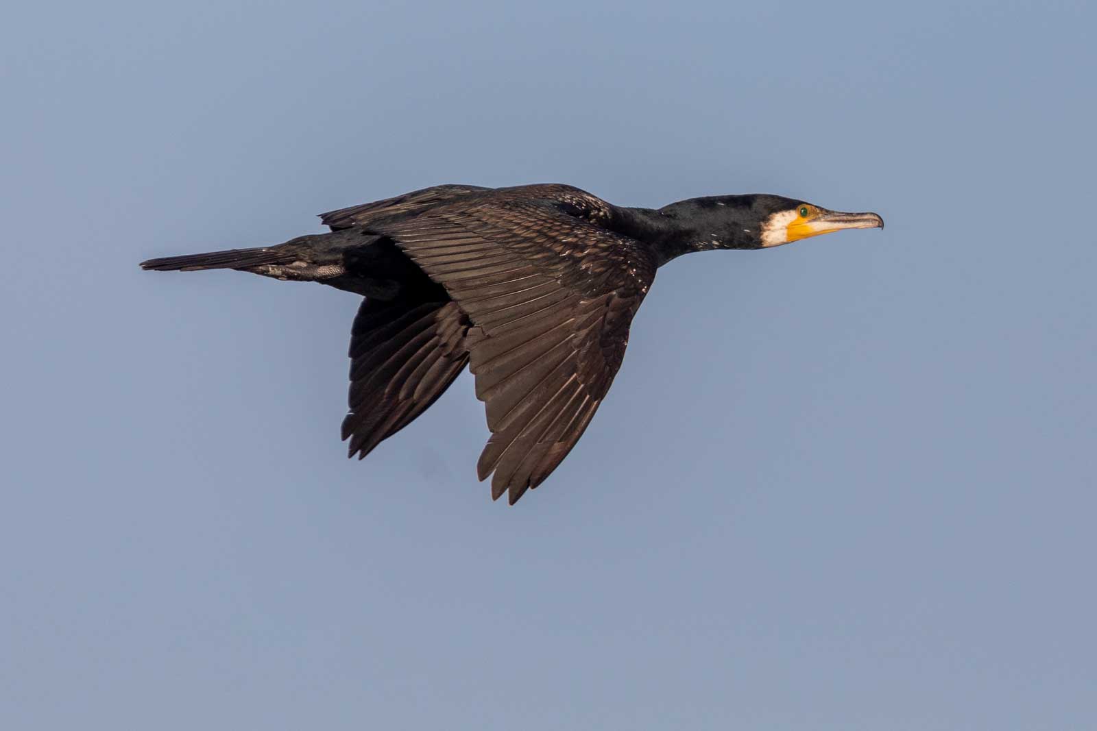 Kormoran - Steckbrief, Verbreitung, Bilder - in Deutschland