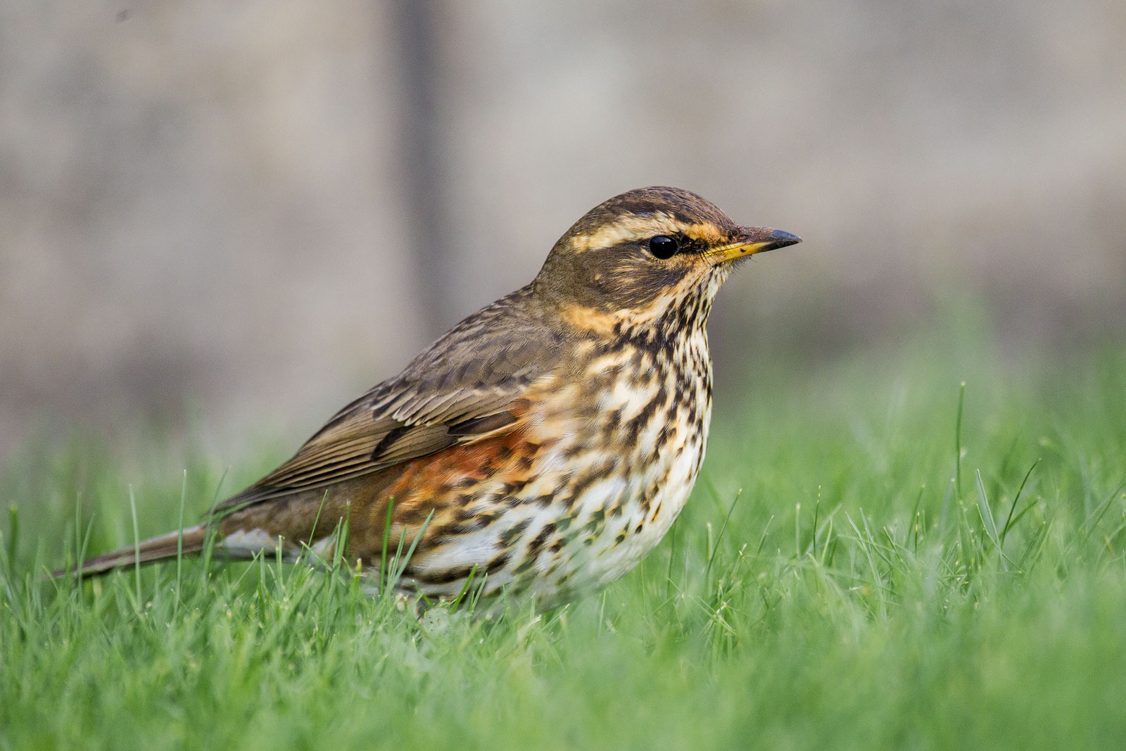 Die Rotdrossel (Turdus iliacus) - in Deutschland