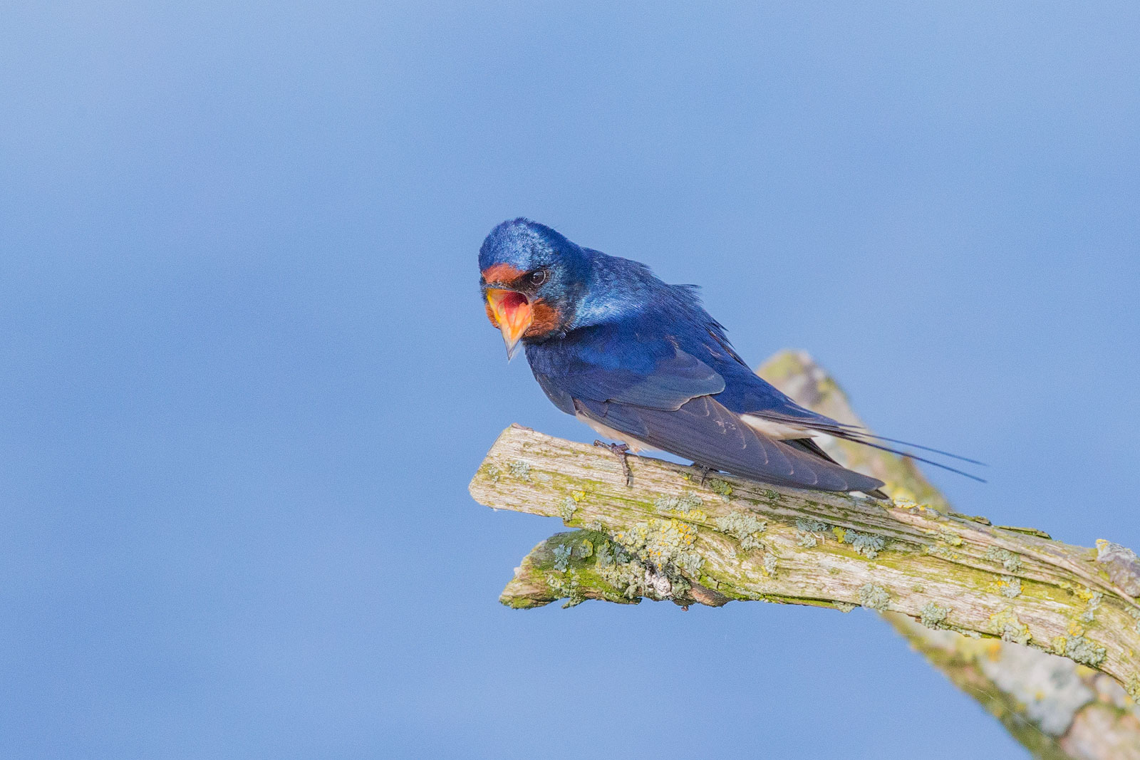 Die Rauchschwalbe (Hirundo rustica) - in Deutschland