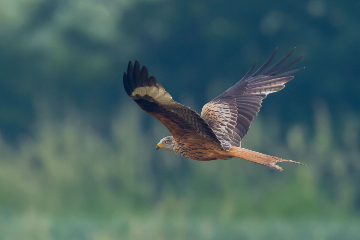 Rotmilan - Steckbrief, Verbreitung, Bilder - Vögel in Deutschland