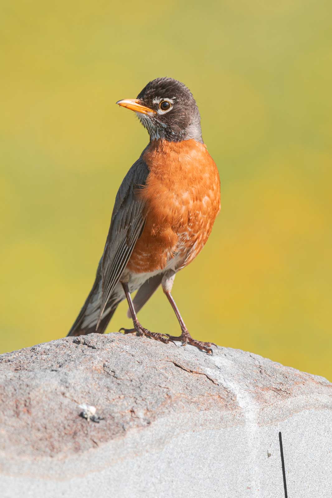 Wanderdrossel - Steckbrief, Gesang, Bilder - in Deutschland