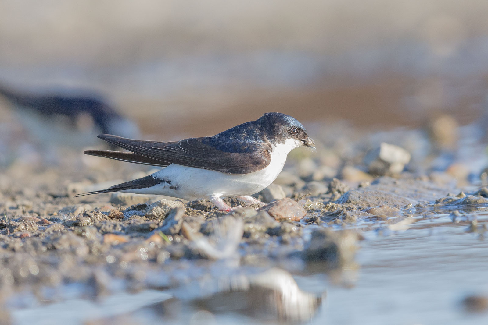 Die Mehlschwalbe (Delichon urbicum) - in Deutschland