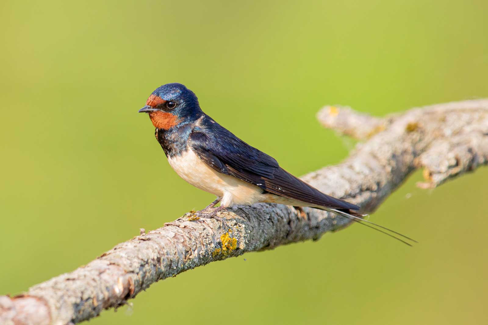 Die Rauchschwalbe (Hirundo rustica) - in Deutschland