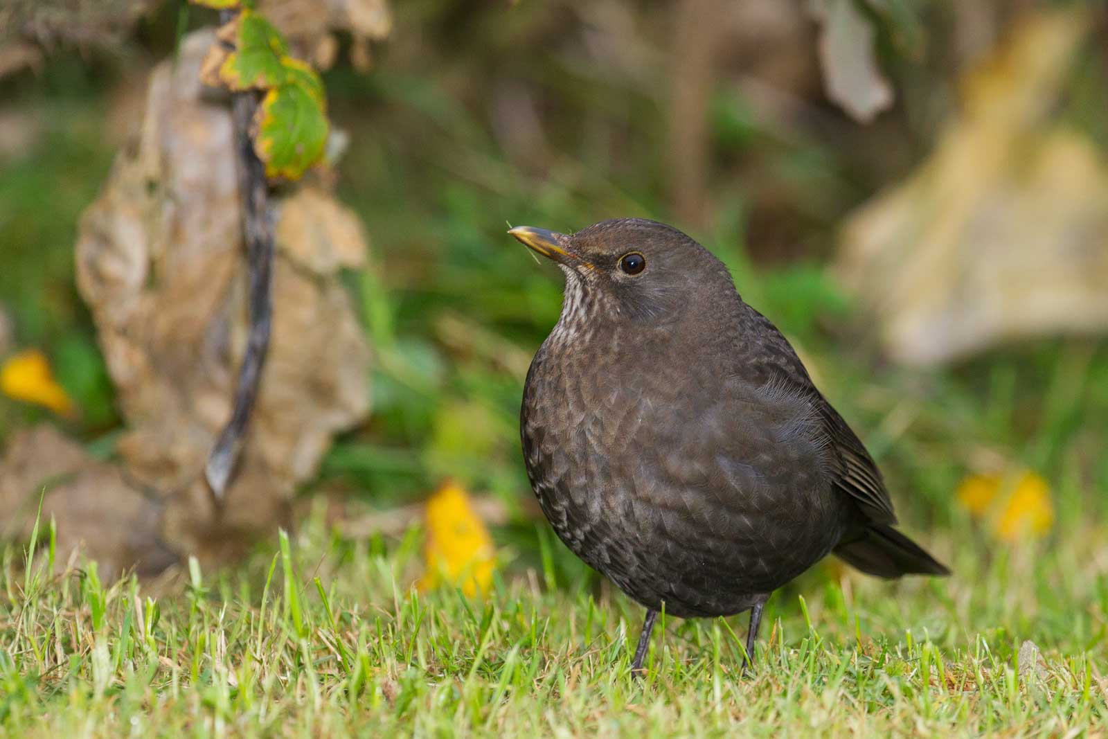 Die Amsel (Turdus merula) - in Deutschland