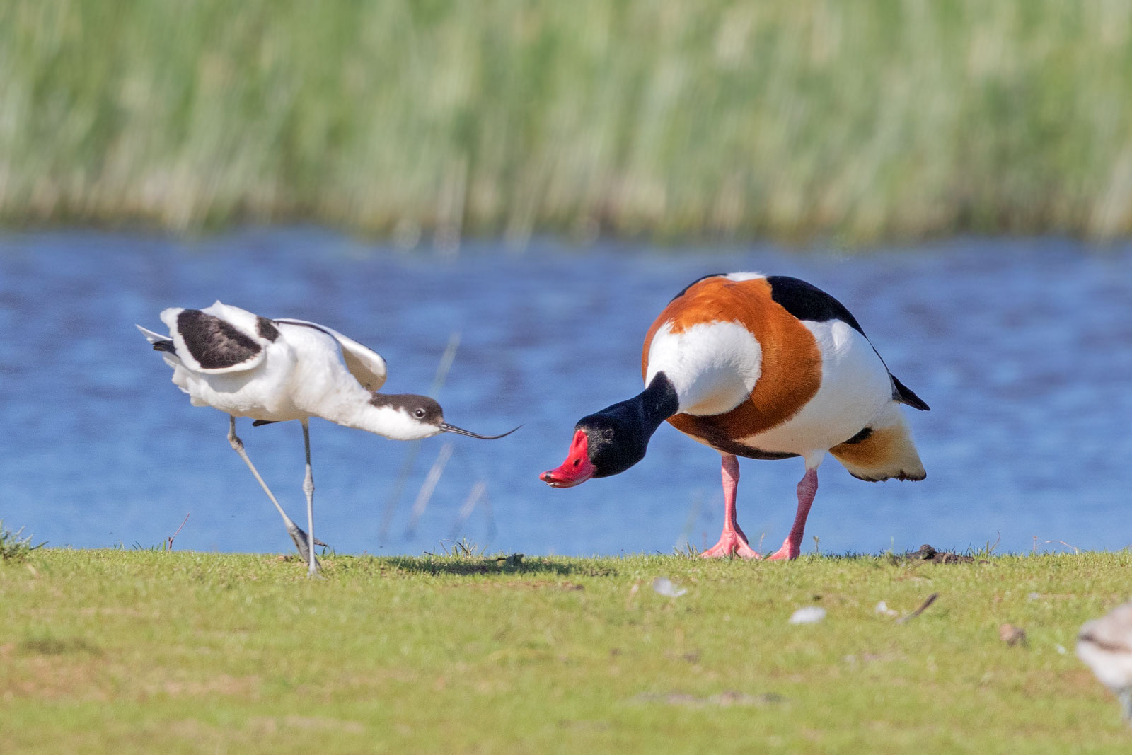 Brandgans (Tadorna tadorna) – Verbreitung, Biologie und Mauserzentren ...