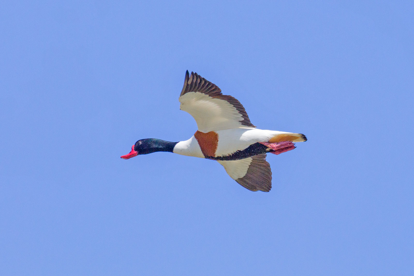 Brandgans (Tadorna tadorna) – Verbreitung, Biologie und Mauserzentren ...