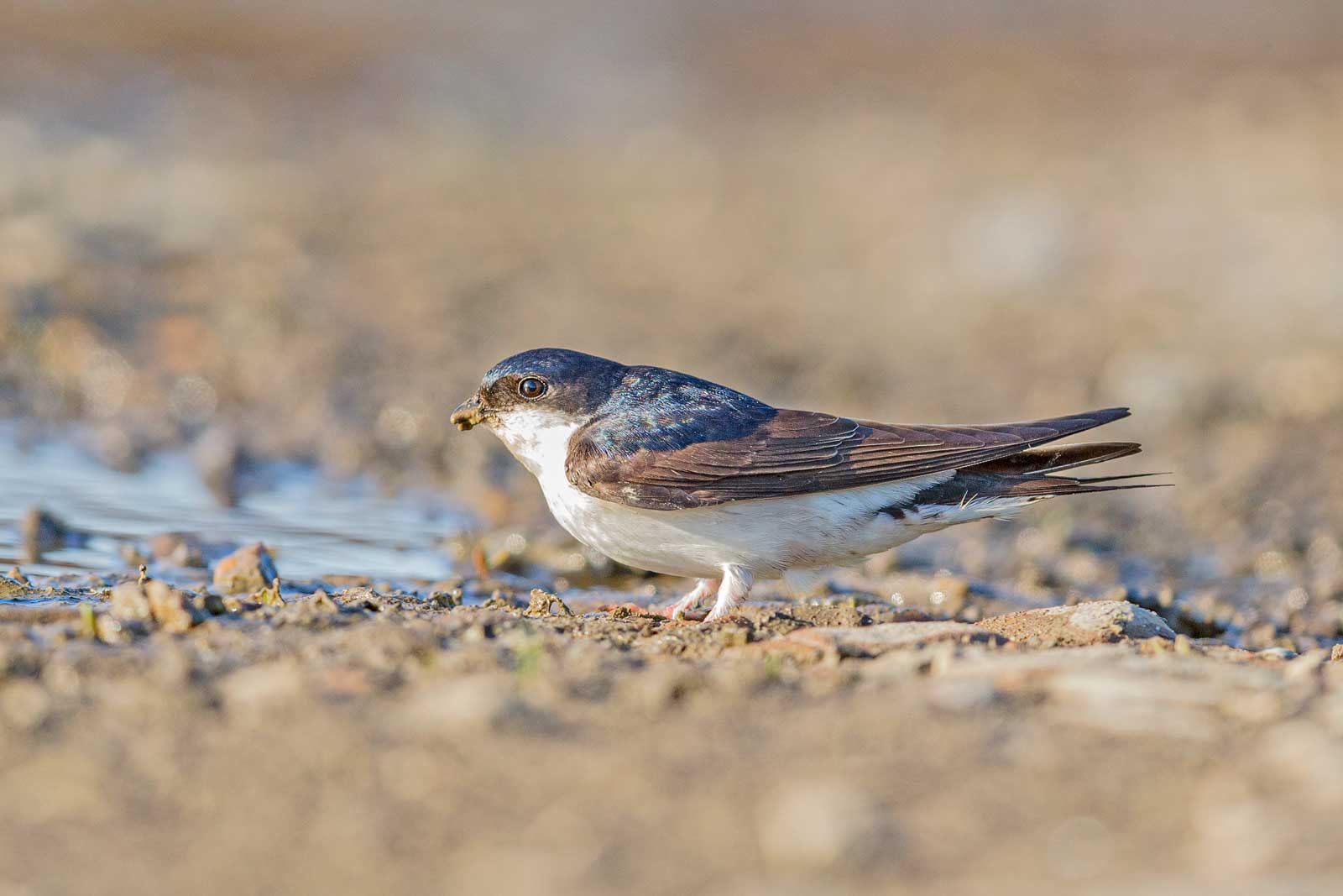 Die Mehlschwalbe (Delichon urbicum) - in Deutschland