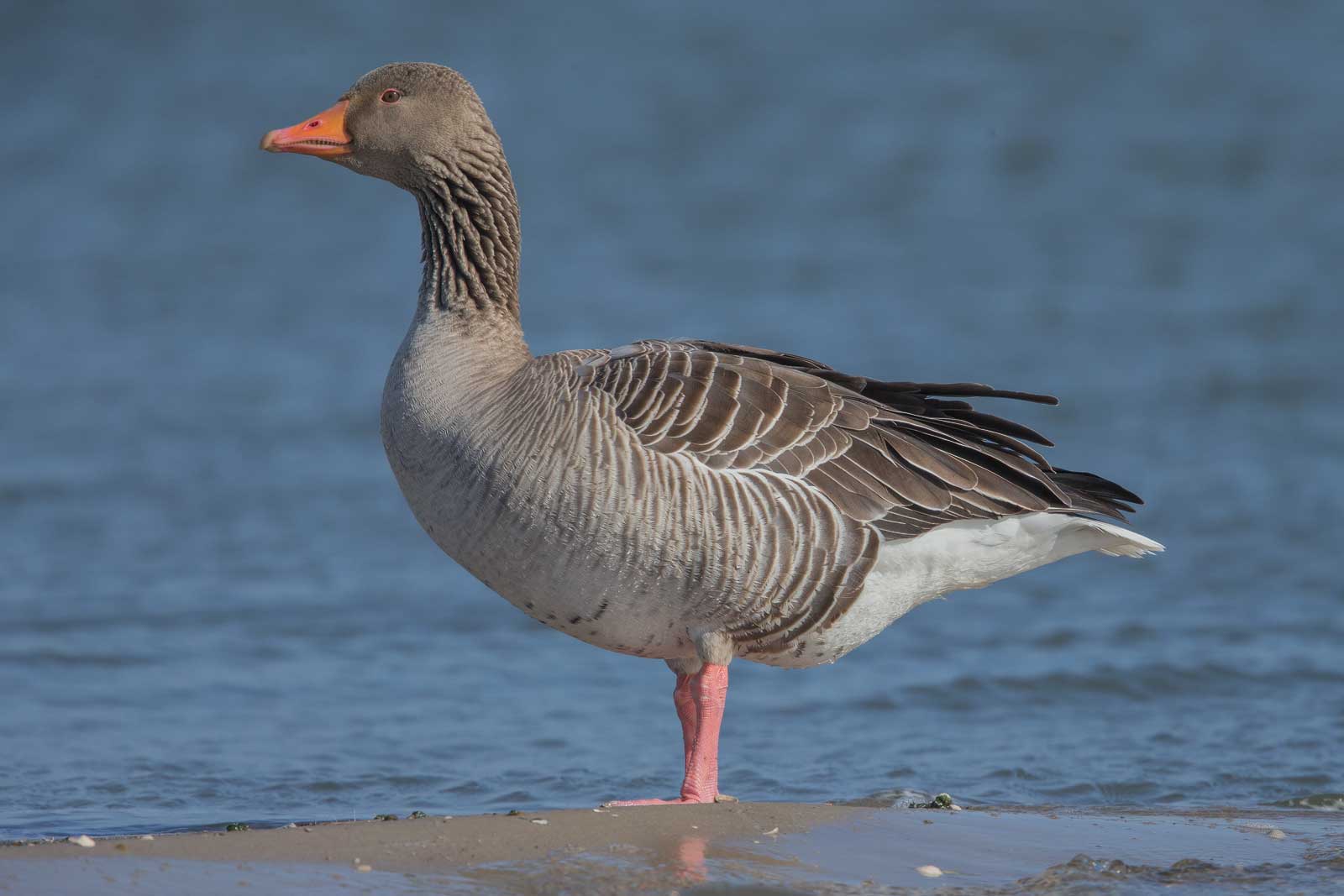 Graugans (Anser anser) – Verbreitung, Biologie und Bestand in ...