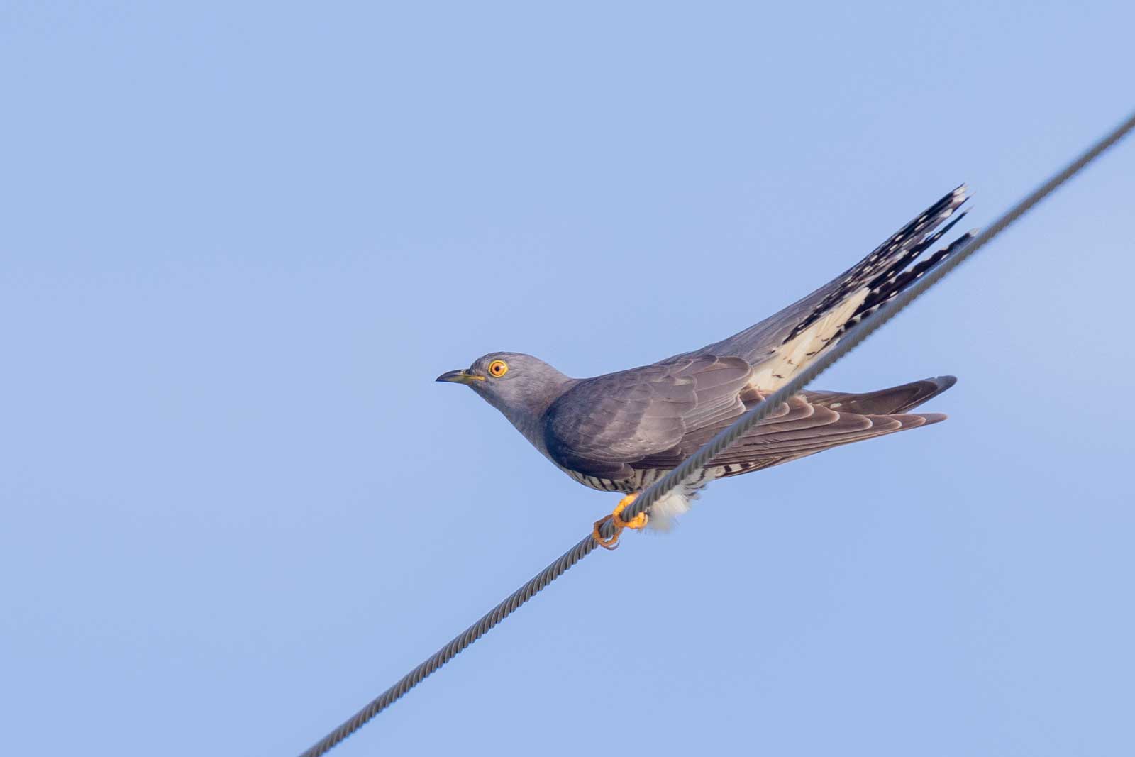 Kuckuck - Steckbrief, Verbreitung, Bilder - in Deutschland