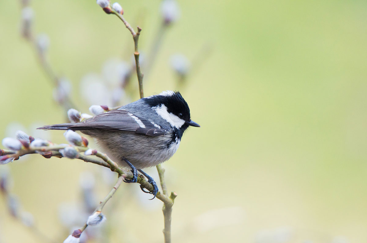 Tannenmeise - Steckbrief, Gesang, Bilder - Vögel in Deutschland