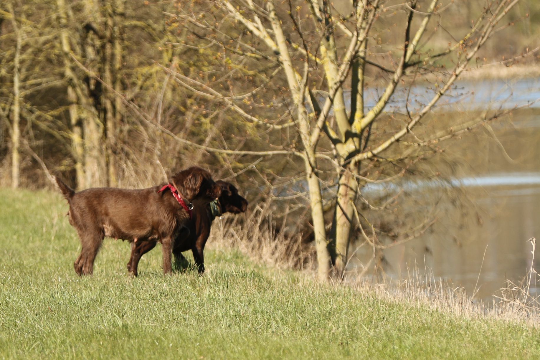 Pudelpointer in Bayern - pudelpointer-in-bayerns Webseite!