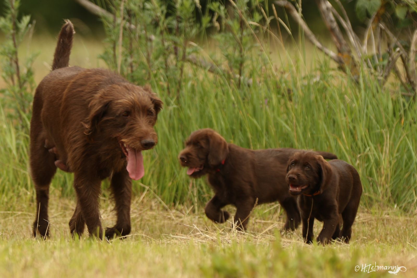 Adlerflieger's B-Wurf | 2020 - pudelpointer-in-bayerns Webseite!