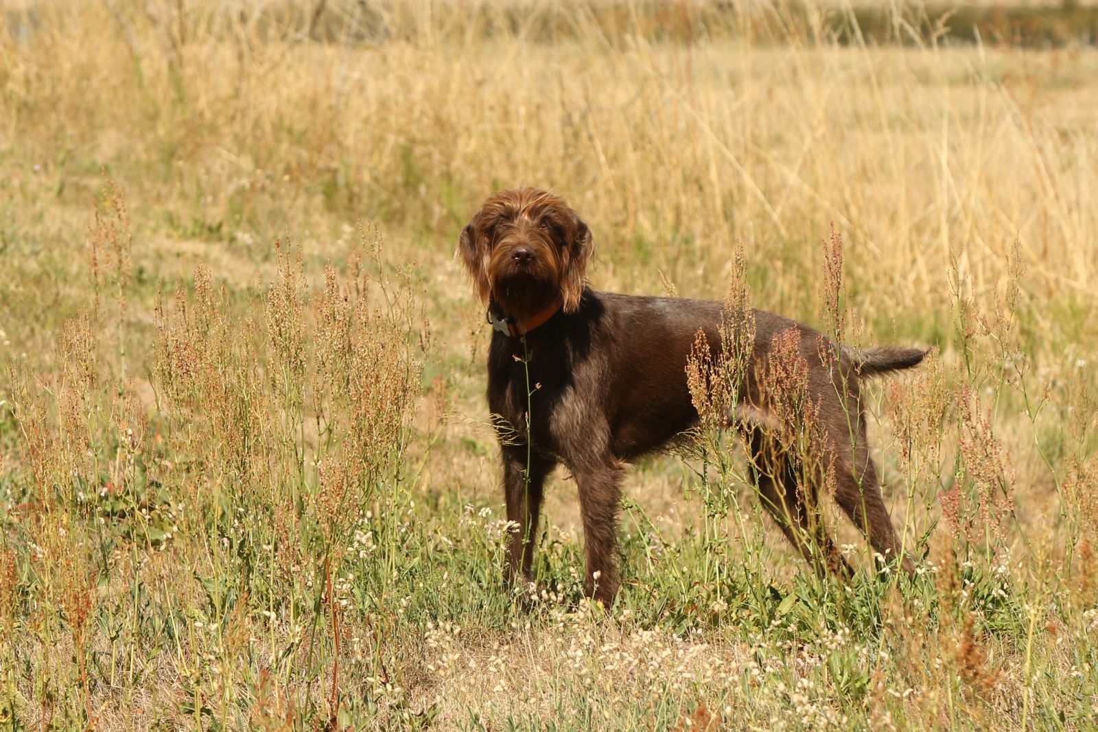 Ebby vom Bokelfenn - Pudelpointer in Bayern