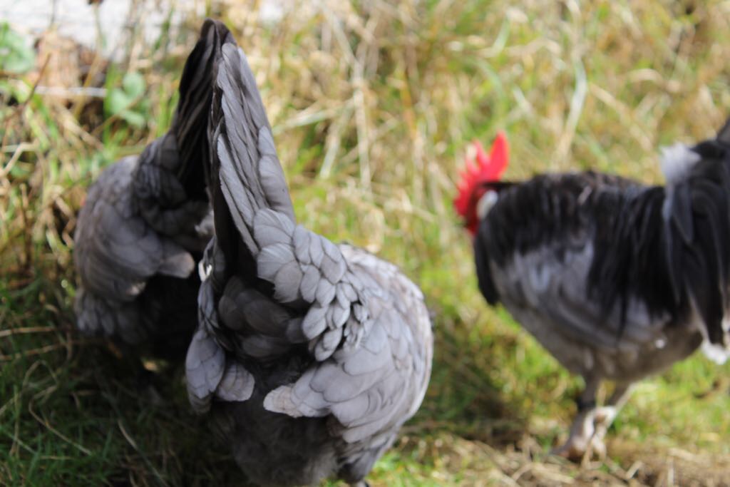 Herzlich Willkommen - Holländische Zwerghühner