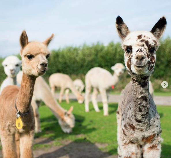 Alpaca Experience - De website van de Alpaca