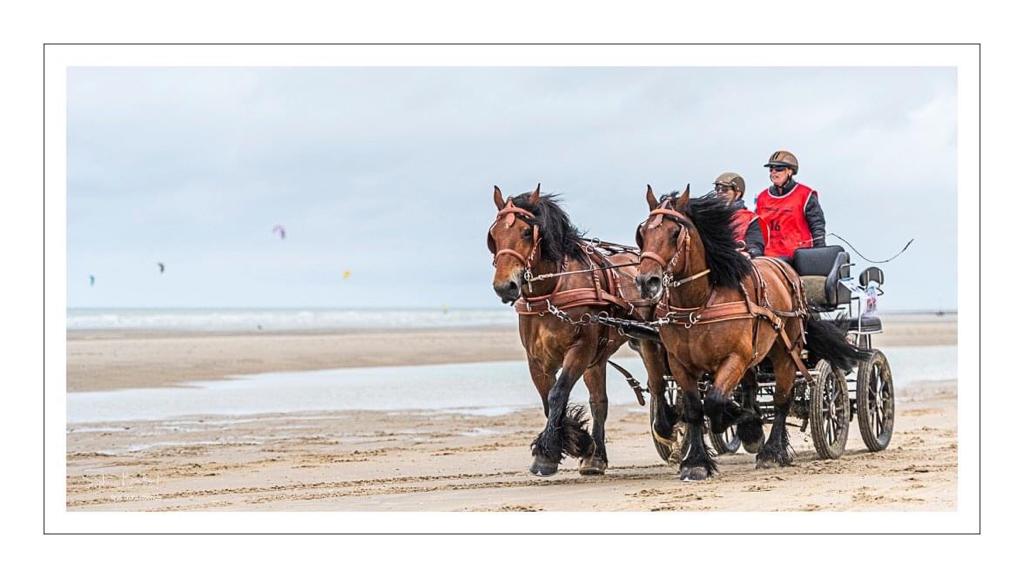 Marathon de sable 2022 - Ardenner du Schetzenbierg Webseite!