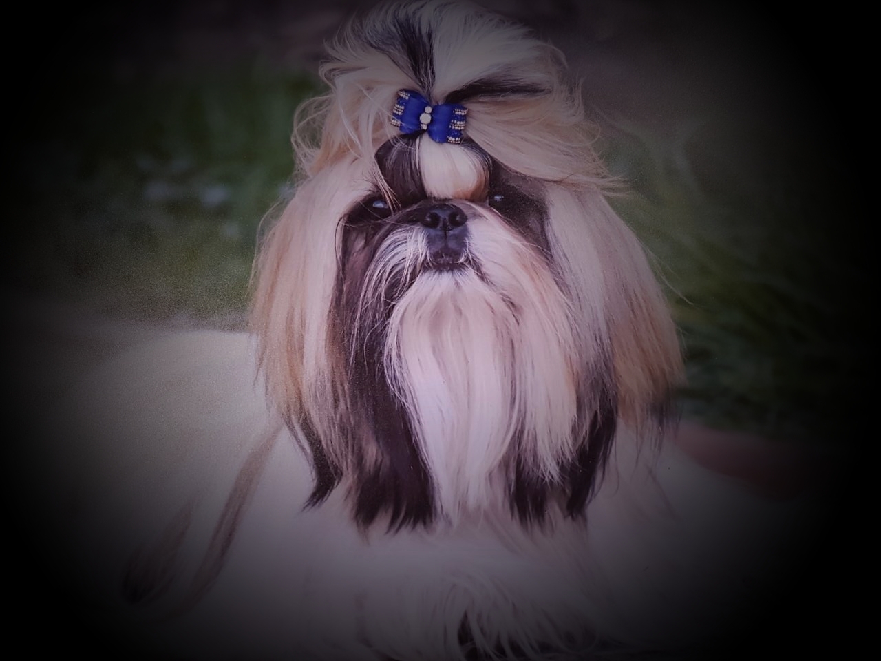 Cómo Se Rompe Un Perro Sumiso