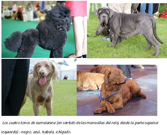 El Color. Parte I - Página web de aztecashihtzus