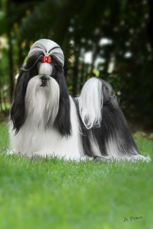 La estética del Shih Tzu - Página web de aztecashihtzus
