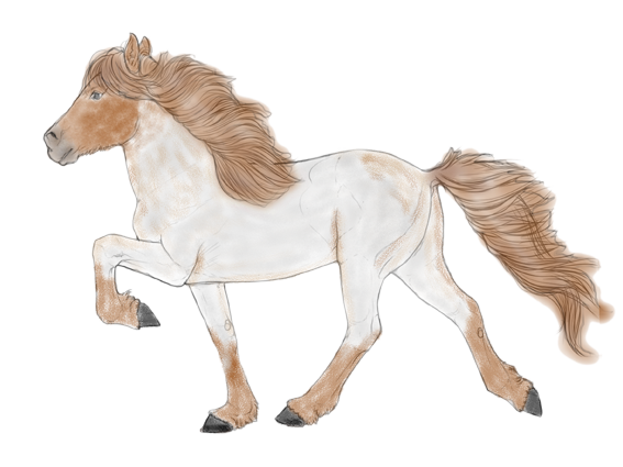 Die Farben des Islandpferdes - Cremello Islandpferde Hamburg