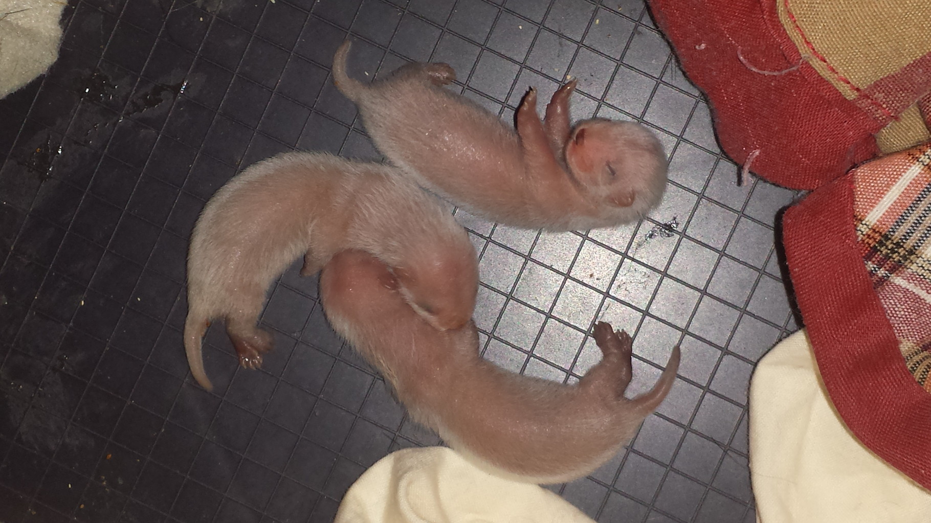 Les Bébés - Site des Poute-Pouteurs Du Sud