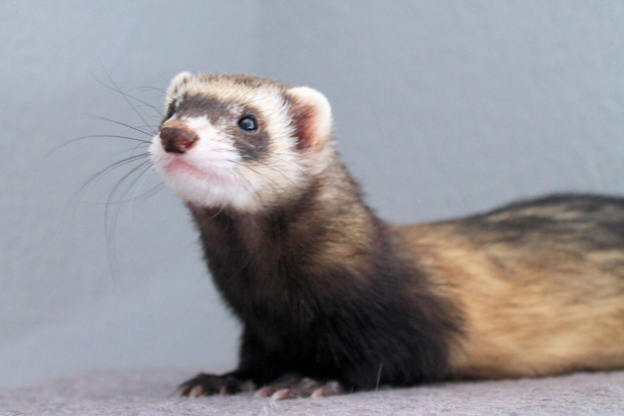 Les différents pelages - Site des Poute-Pouteurs Du Sud