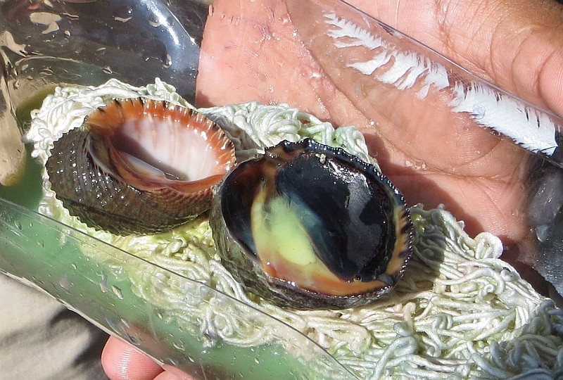 TYRIAN PURPLE FROM MUREX SEA SNAILS..... - - Boruca, indigenous of ...