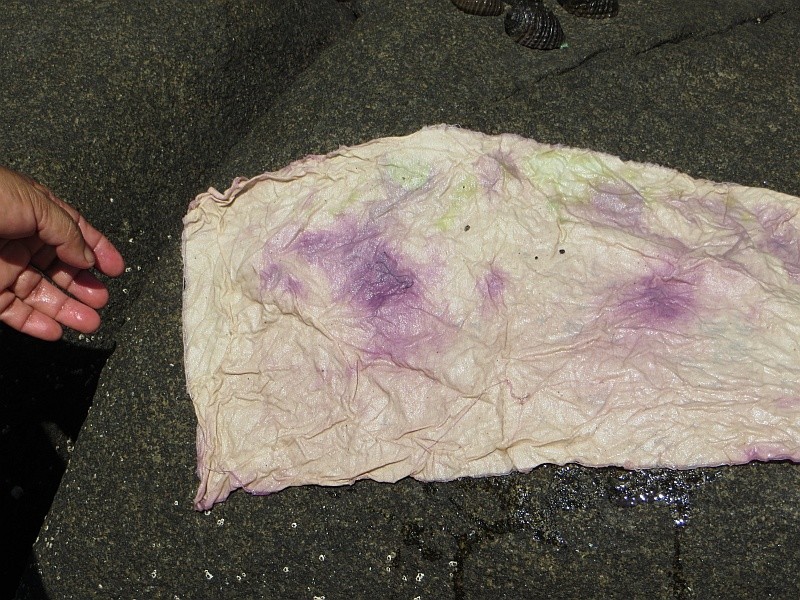 TYRIAN PURPLE FROM MUREX SEA SNAILS..... - - Boruca, indigenous of ...