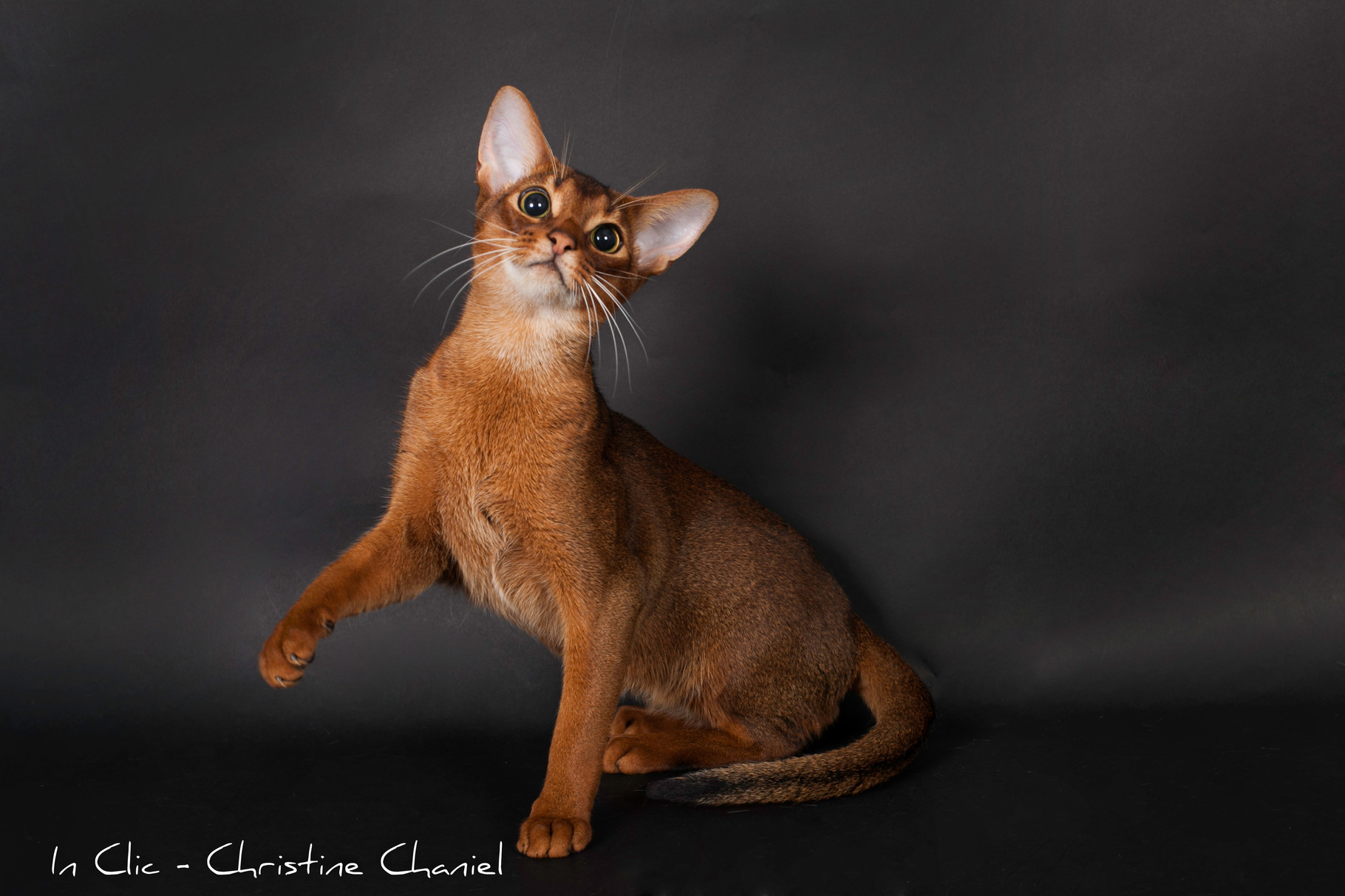 Notre Chatterie - chat Abyssin d'Aphrodite.