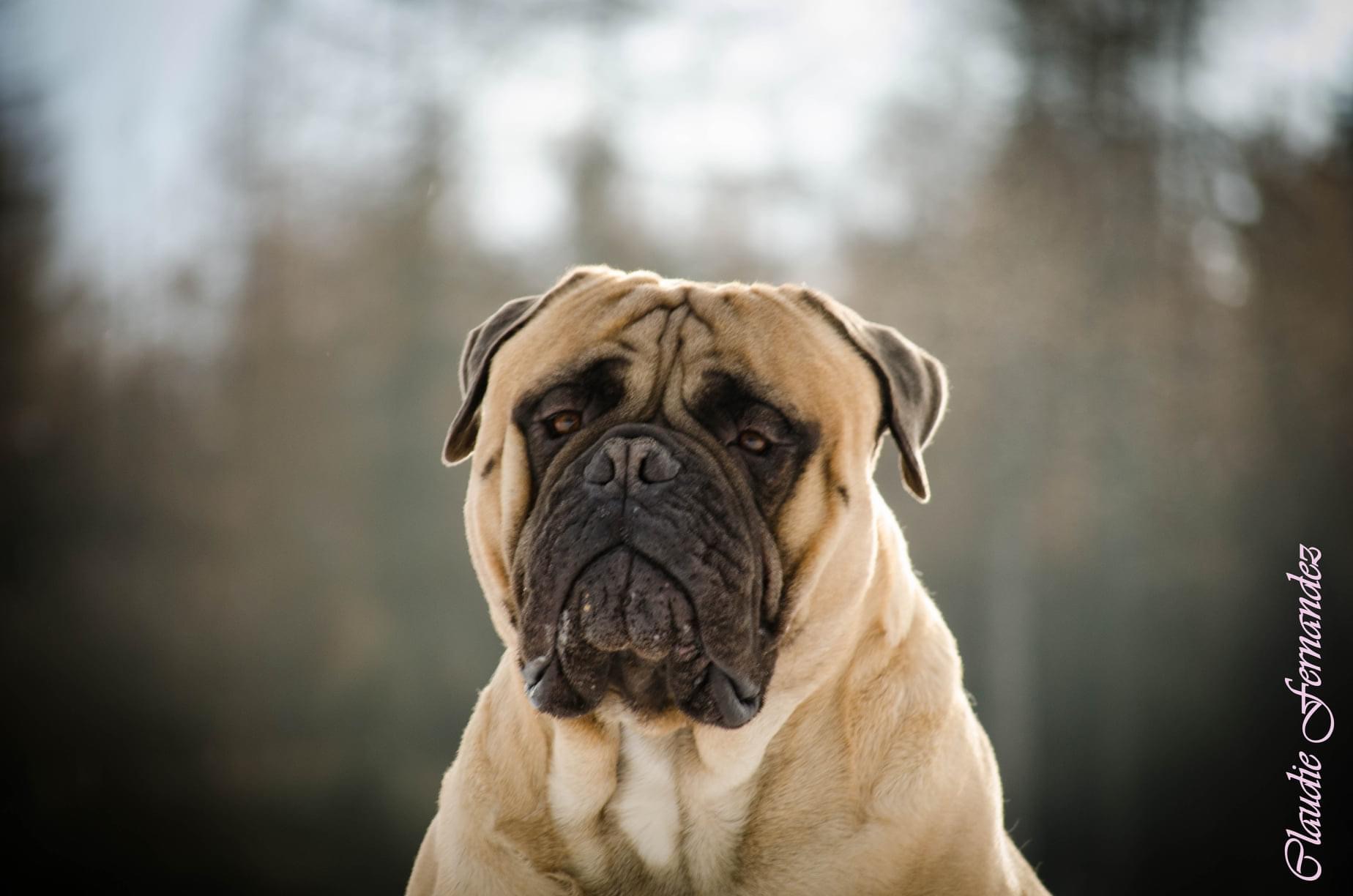 Ness - Site de l'agence Dog Model