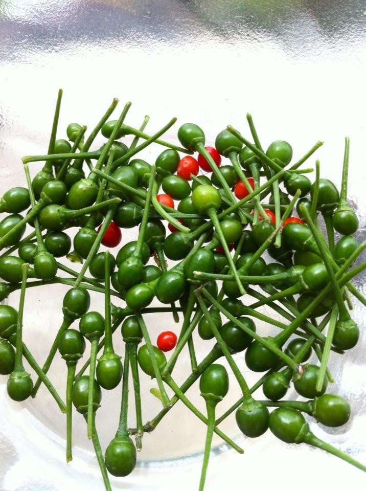 Chile Japones Fresco - ¿Qué es el ñame japonés y cómo se usa ...