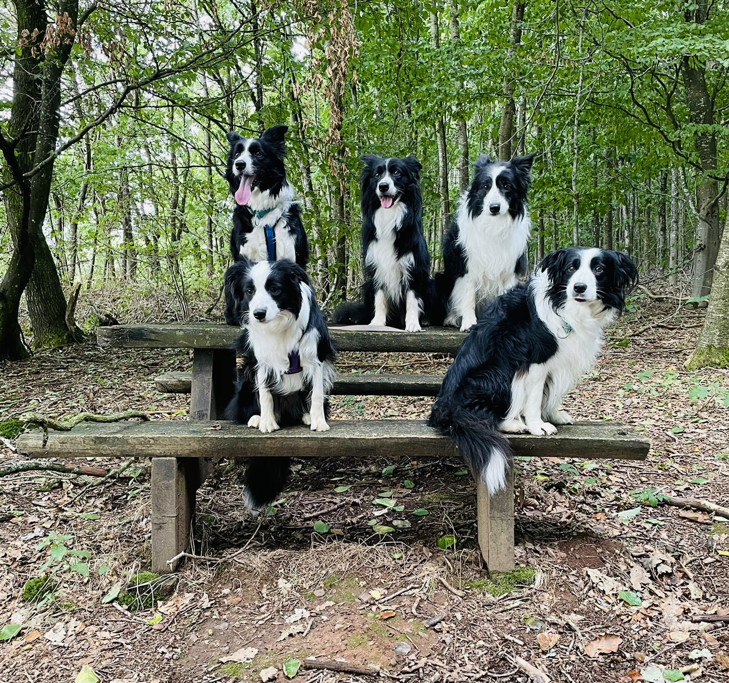 Ava - Border Collies "From Idaia's Shadow"
