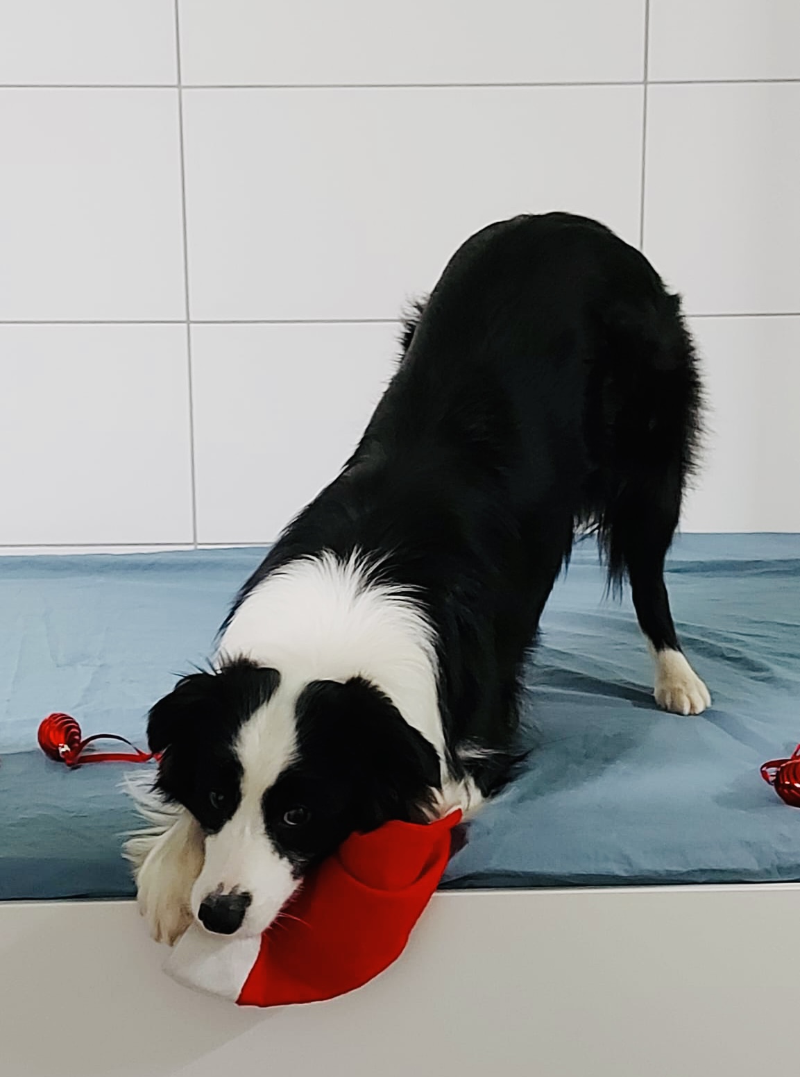 Ava - Border Collies "From Idaia's Shadow"