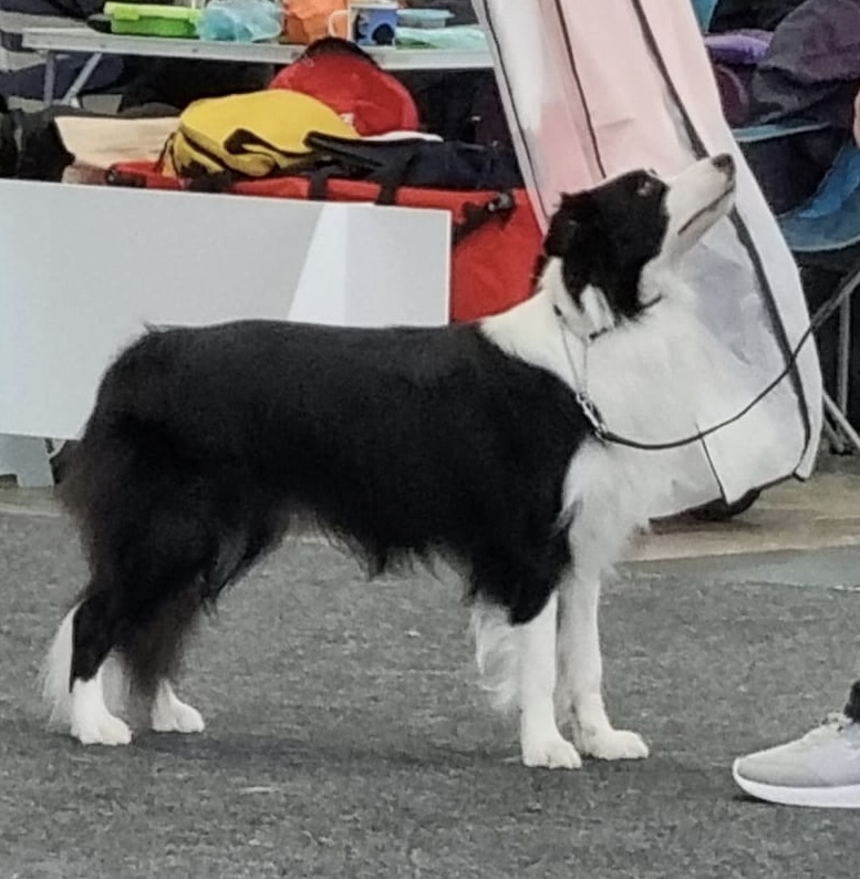 Ava - Border Collies "From Idaia's Shadow"