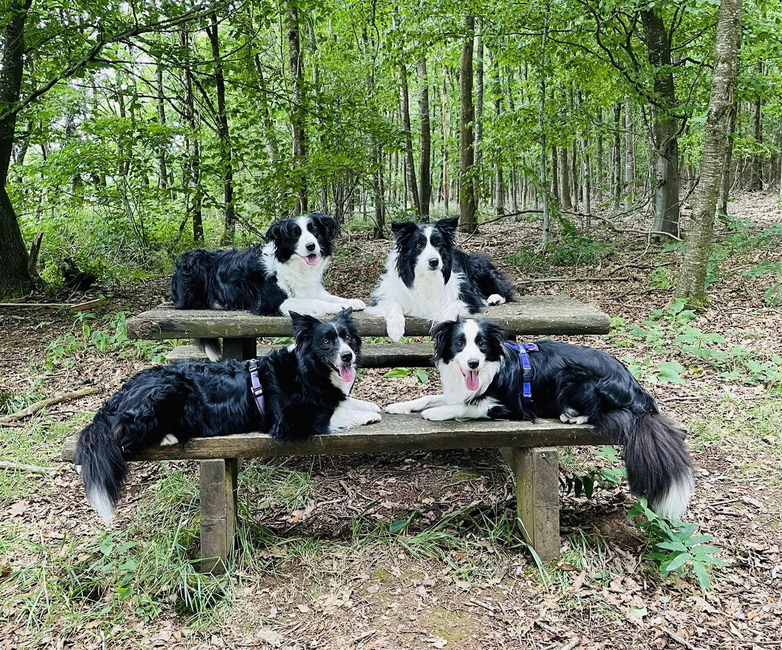 Ava - Border Collies "From Idaia's Shadow"