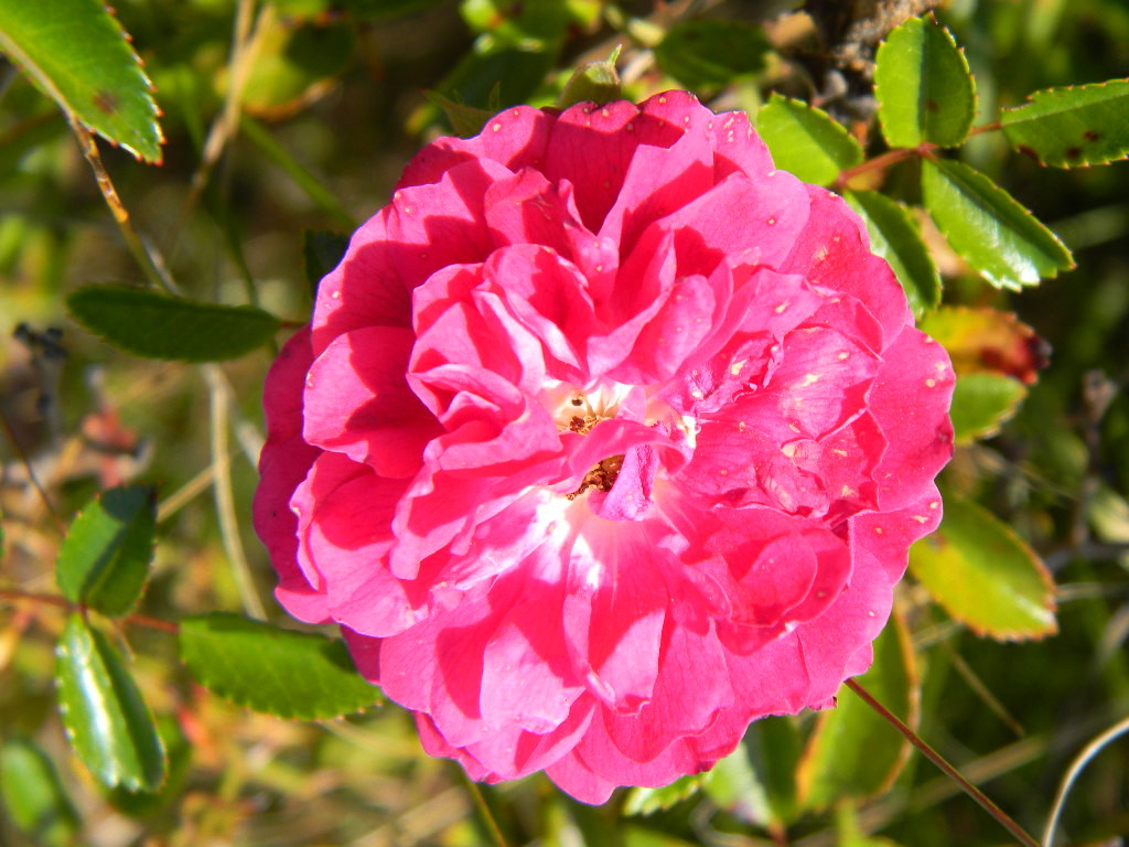 Amethyste (Rose Marie Viaud) - Rosenbax