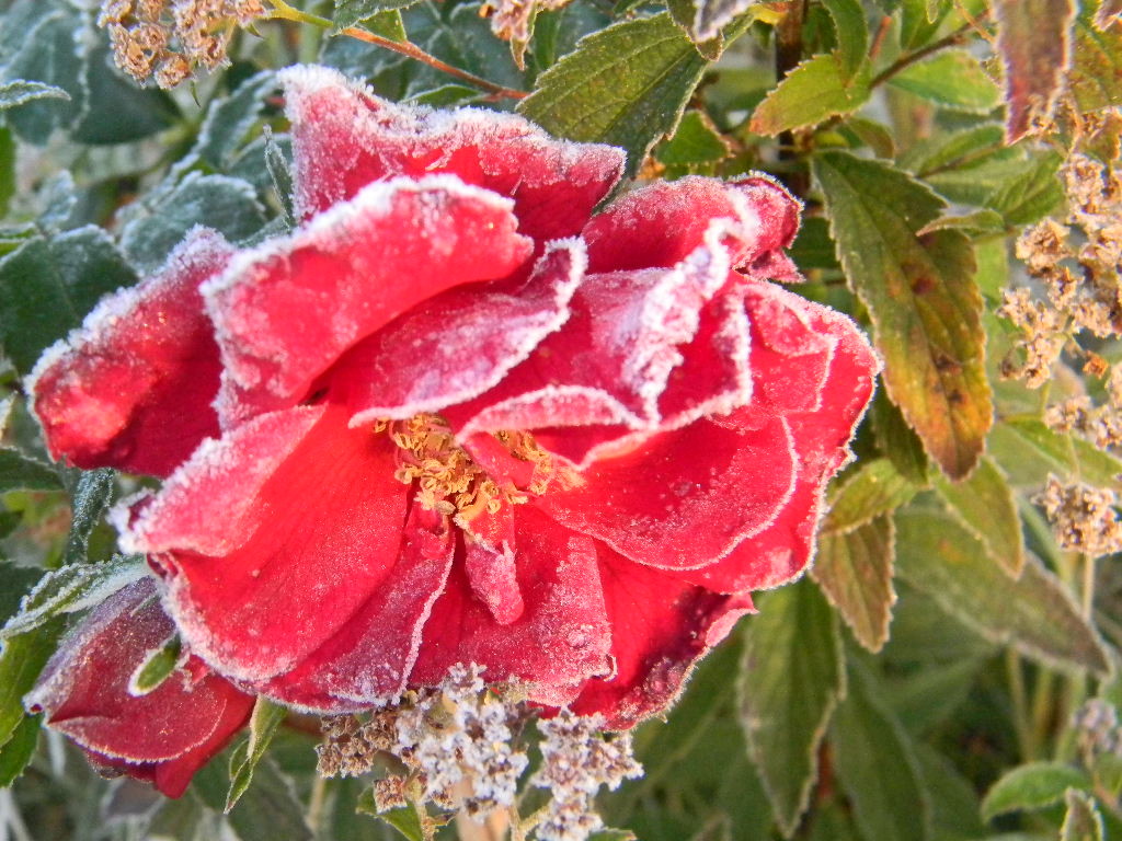 Amethyste (Rose Marie Viaud) - Rosenbax