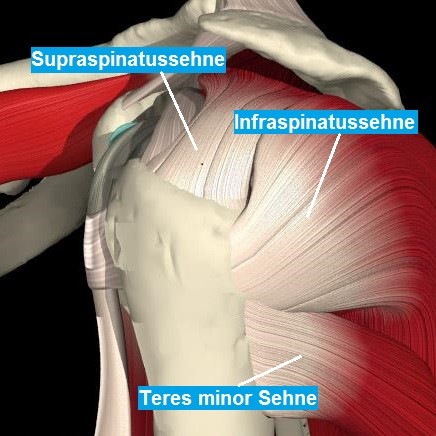 Anatomie - ortho-clinics Webseite!