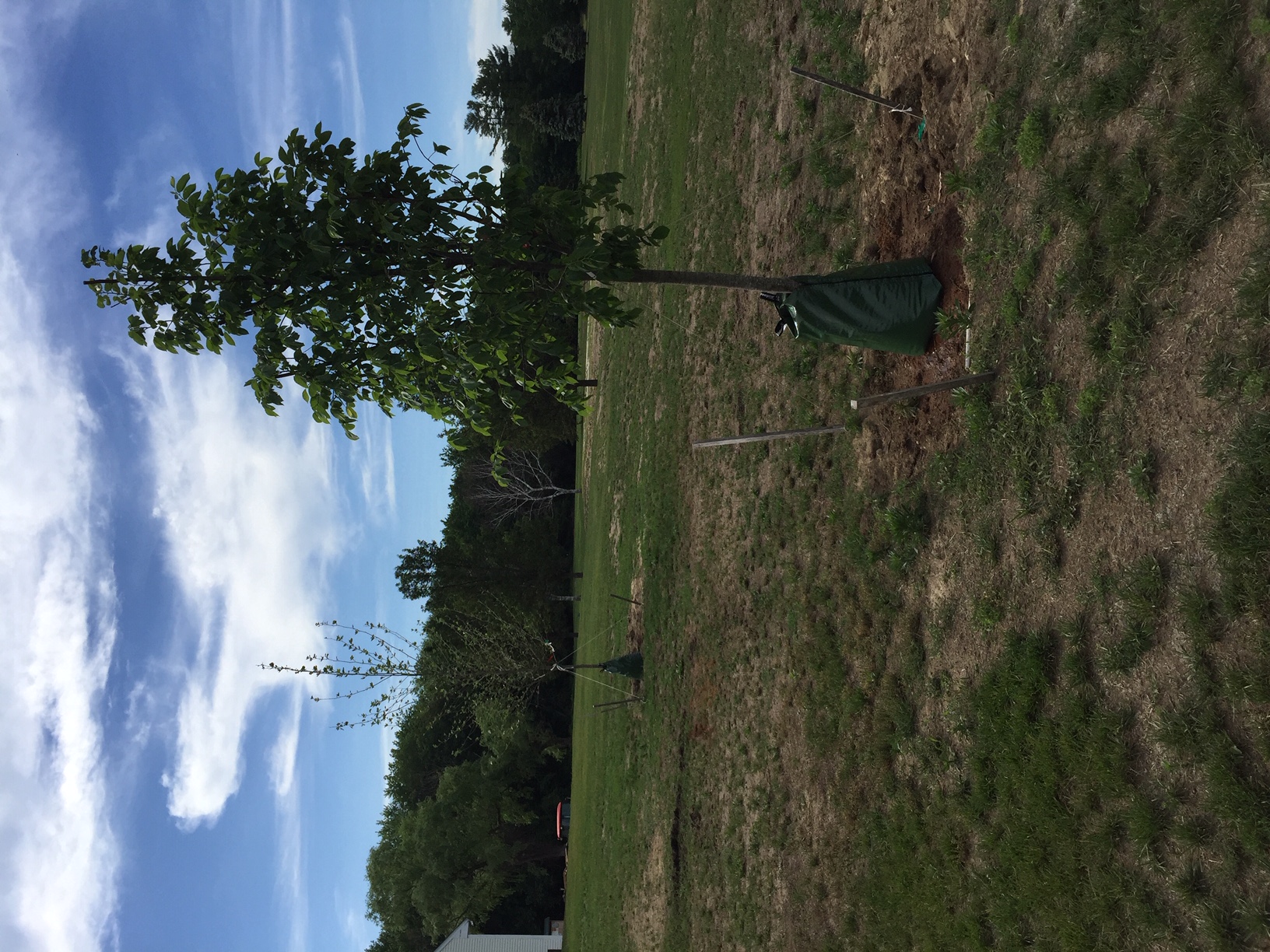 Planting Elm Trees - amherstconservation