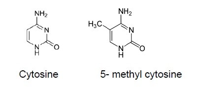 Metilación del ADN - epigentica