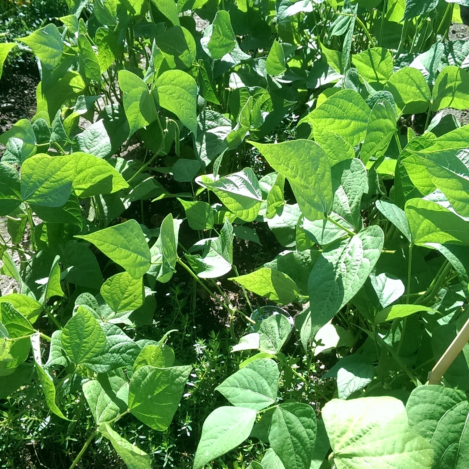 Buschbohnen anbauen - Gartenschatz