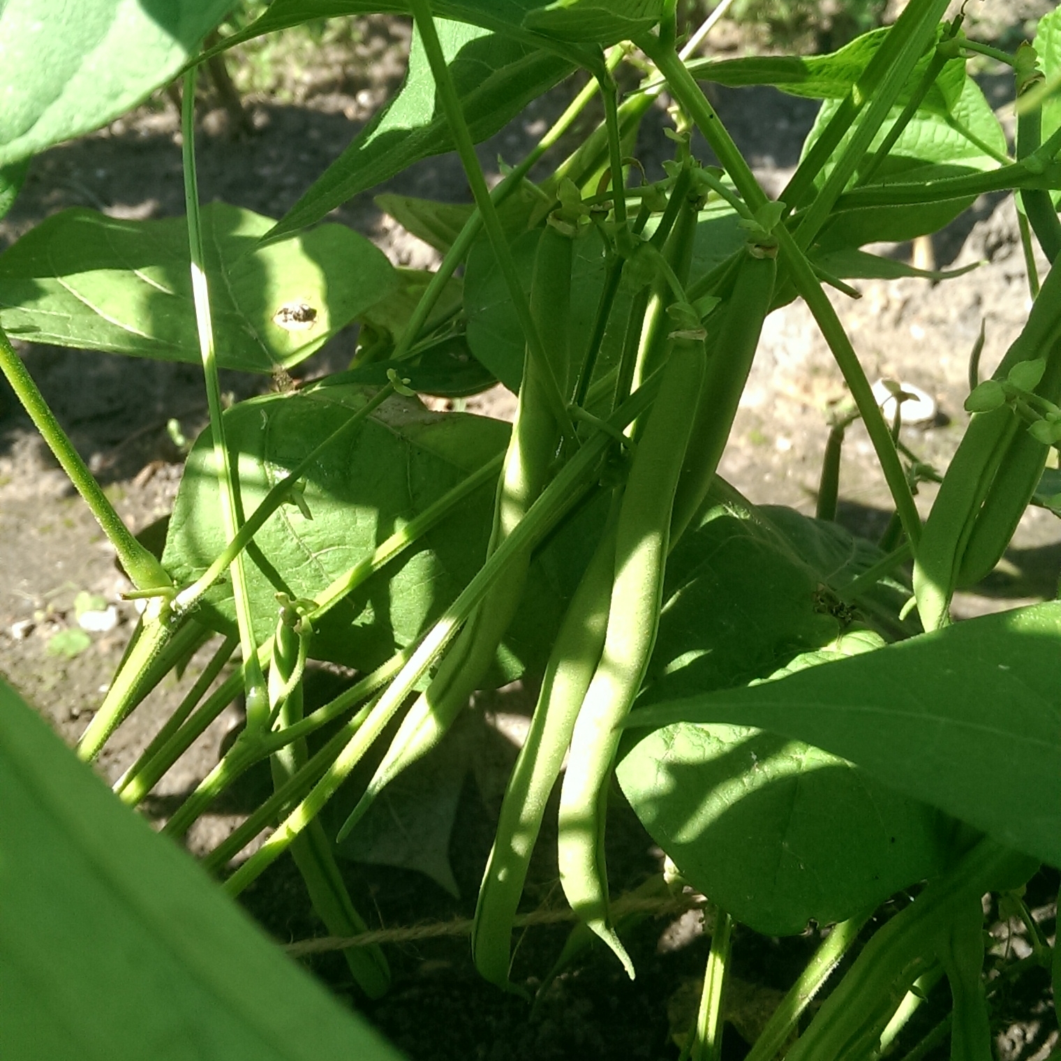 Buschbohnen anbauen - Gartenschatz