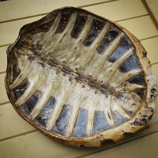 turtle centergoogle-site-verification: googlef3d2e68d49046583.html ...