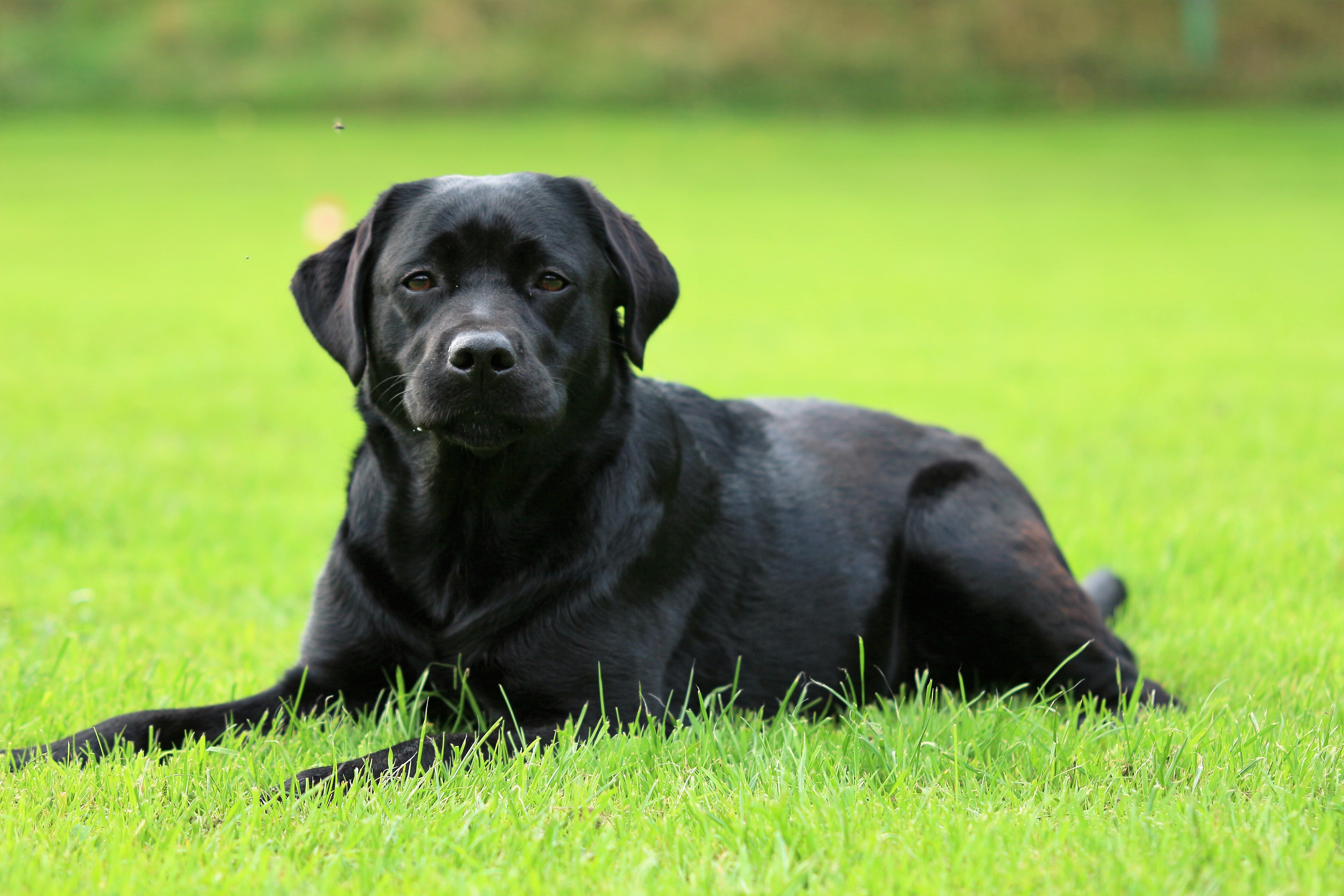 Zucht - Devoted Fellow Labradors