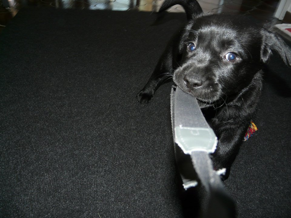 Galerie - Devoted Fellow Labradors