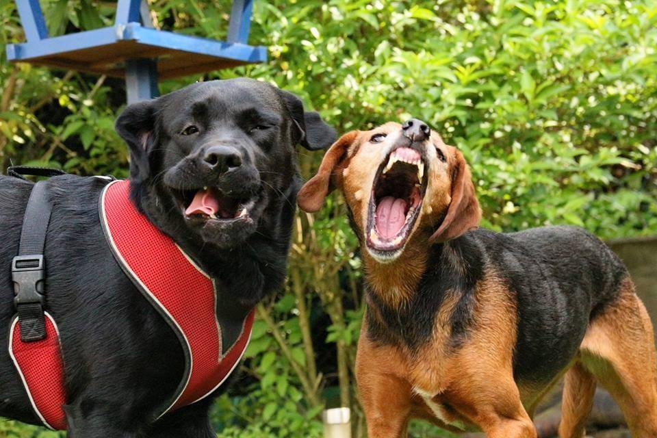 Galerie - Devoted Fellow Labradors